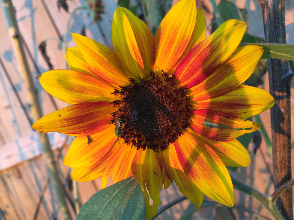 Fall Writing Frenzy 2020 – Krista Harmuth